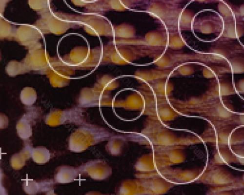 GECO - Verificación gradual e ingeniería de prueba robusta para COq | Inria